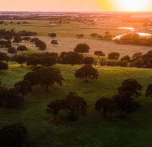 PARKLAND - Circle T Ranch